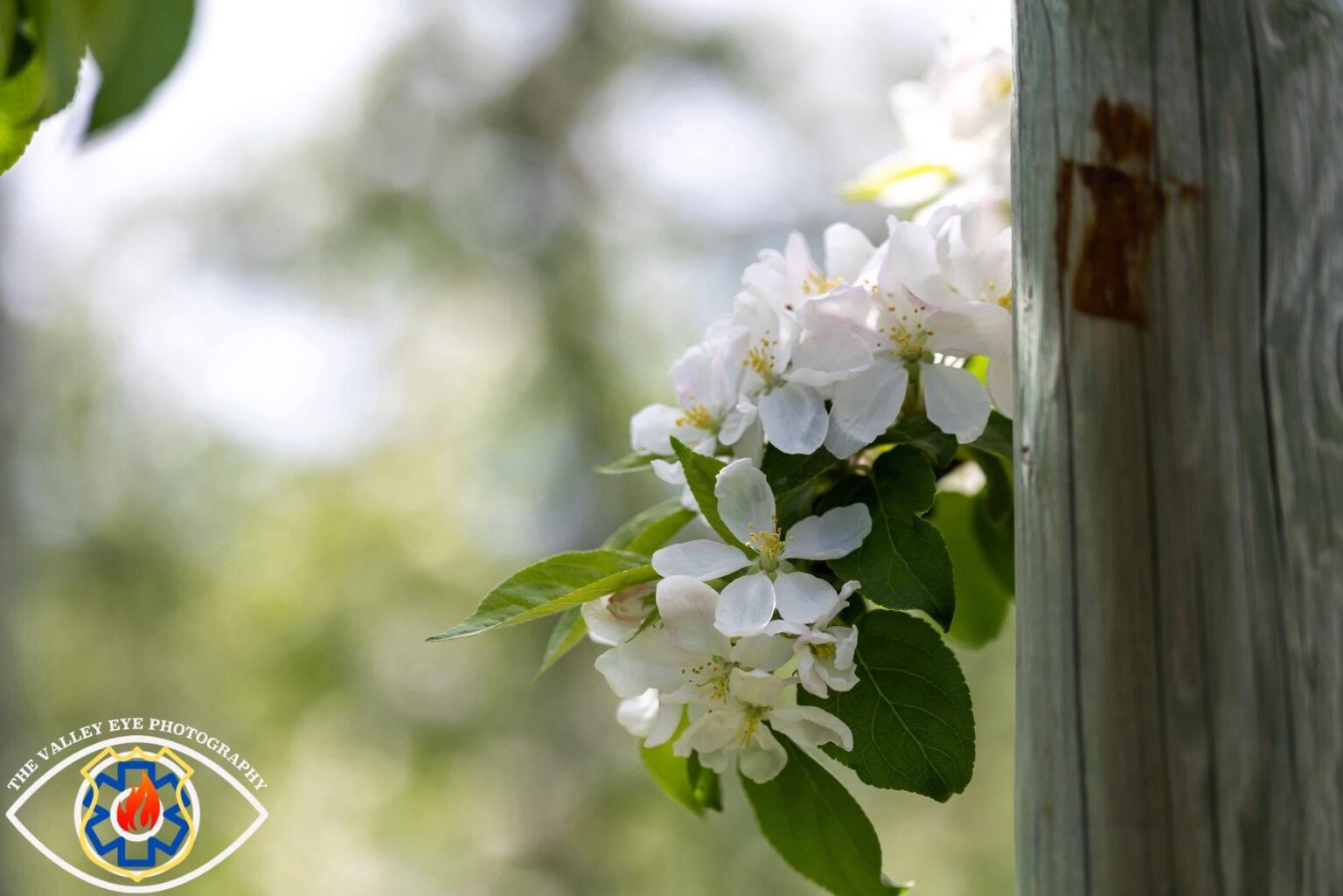Apple Blossoms blooming - The Valley Eye Photography